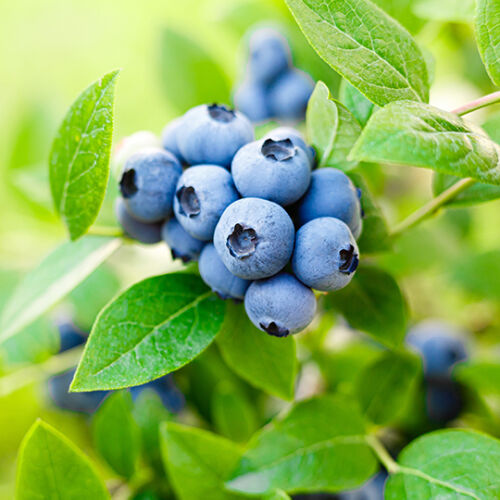 Arbusti fructiferi - Ferma Draghici